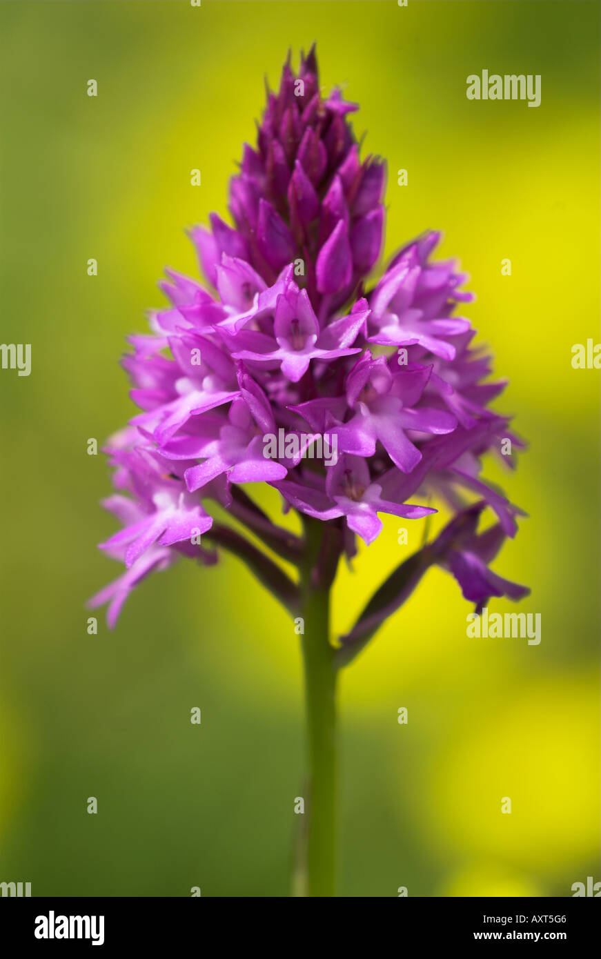 Pyramid Orchid anacamptis pyramidalis Queendown Warren Kent Wildlife ...