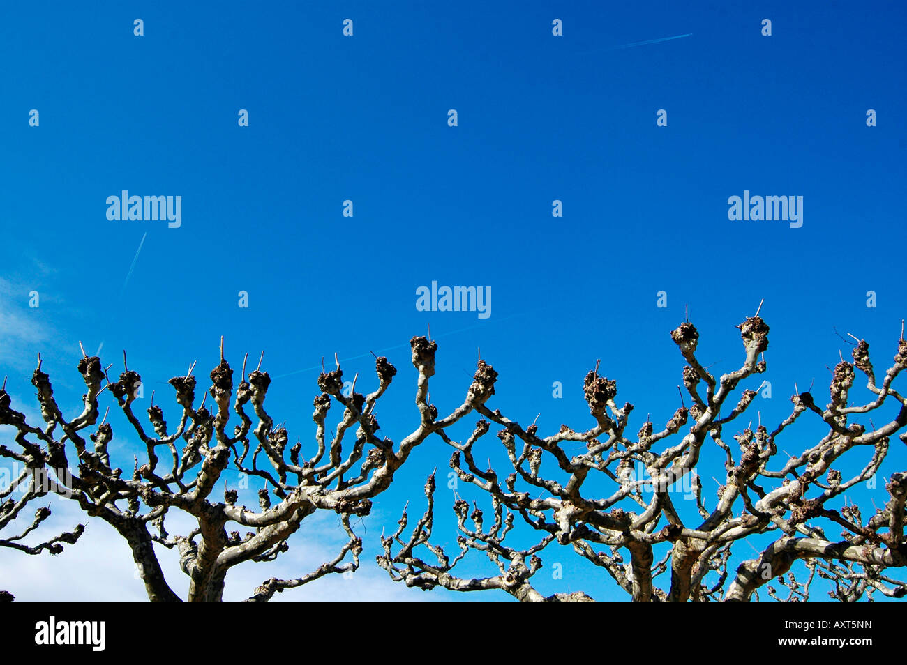 Exotic trees in Frankfurt Germany Stock Photo - Alamy