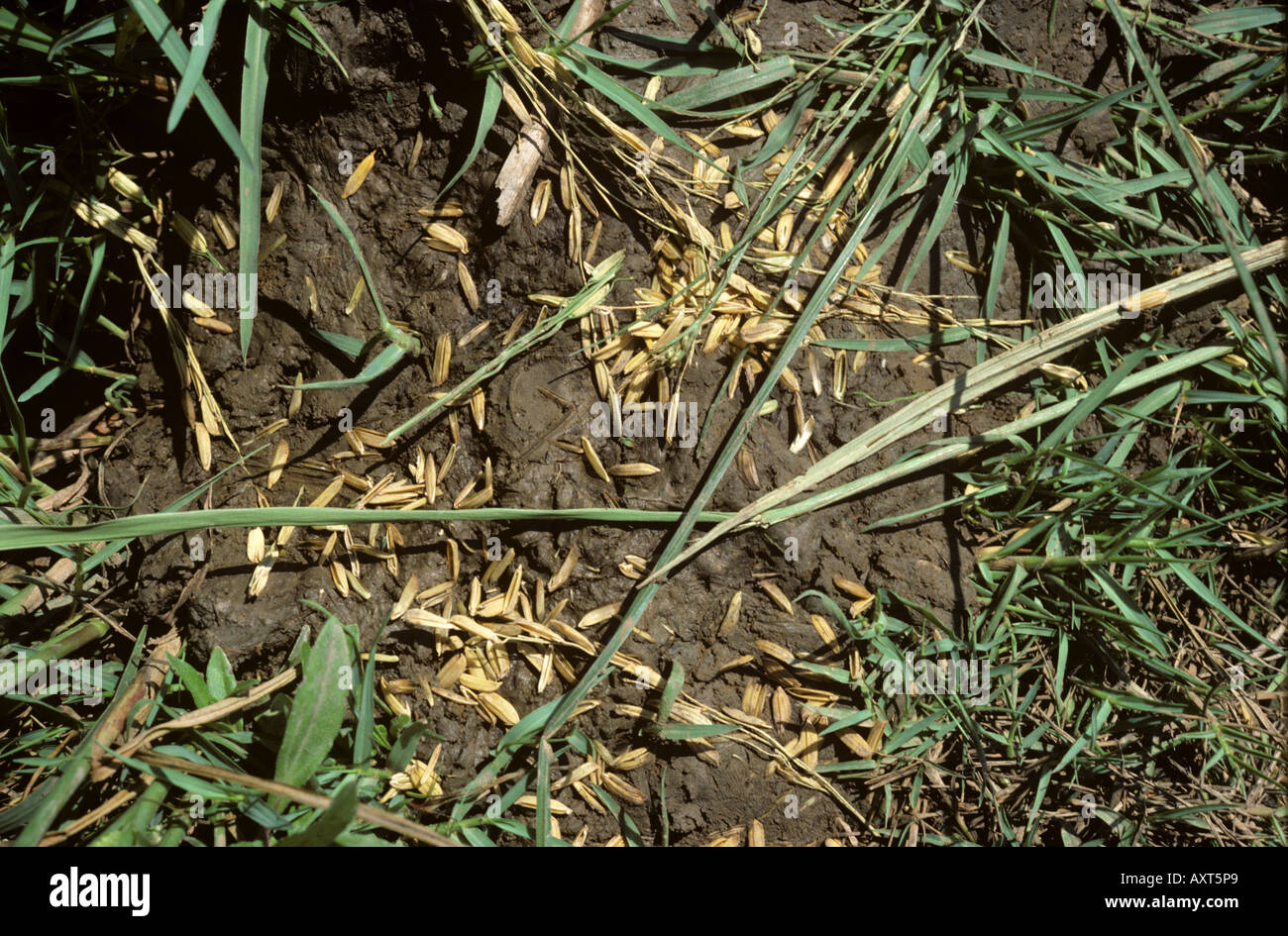 Rat Ears High Resolution Stock Photography and Images - Alamy