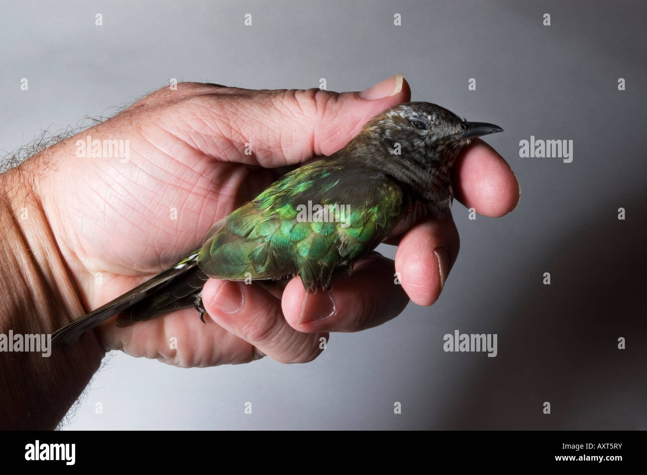 dead bronze wing cuckoo in hand Stock Photo - Alamy