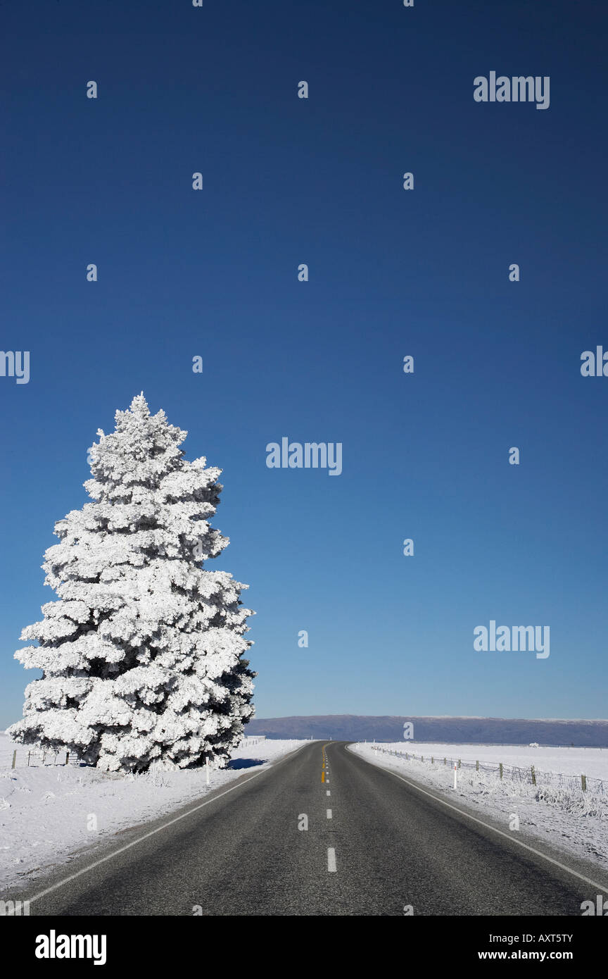 Hoar Frost near Wedderburn Maniototo South Island New Zealand Stock ...