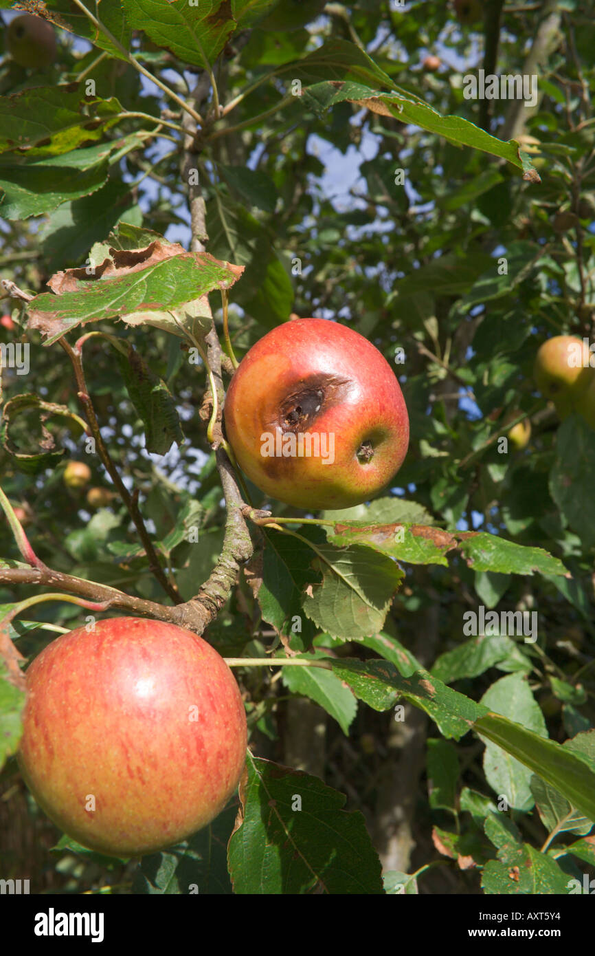 Rotten apple on a tree. Attacked by bugs Stock Photo - Alamy