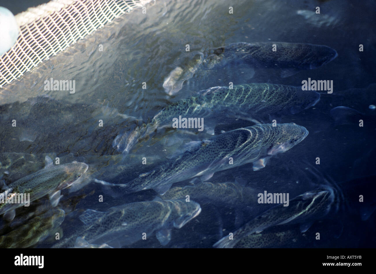 Catching farmed rainbow trout in a breeding tank before grading Stock ...