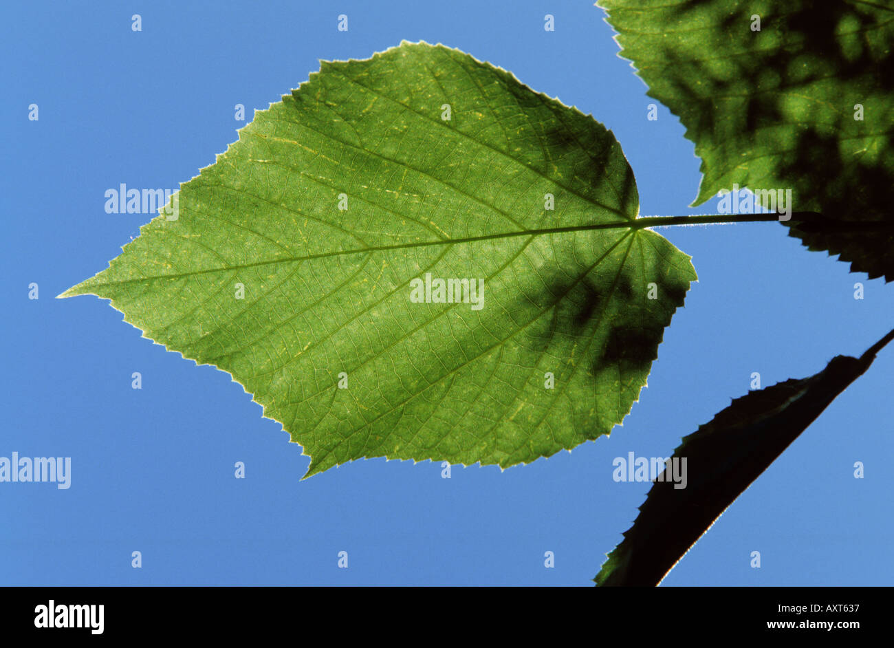 Tilleul trees hi-res stock photography and images - Alamy