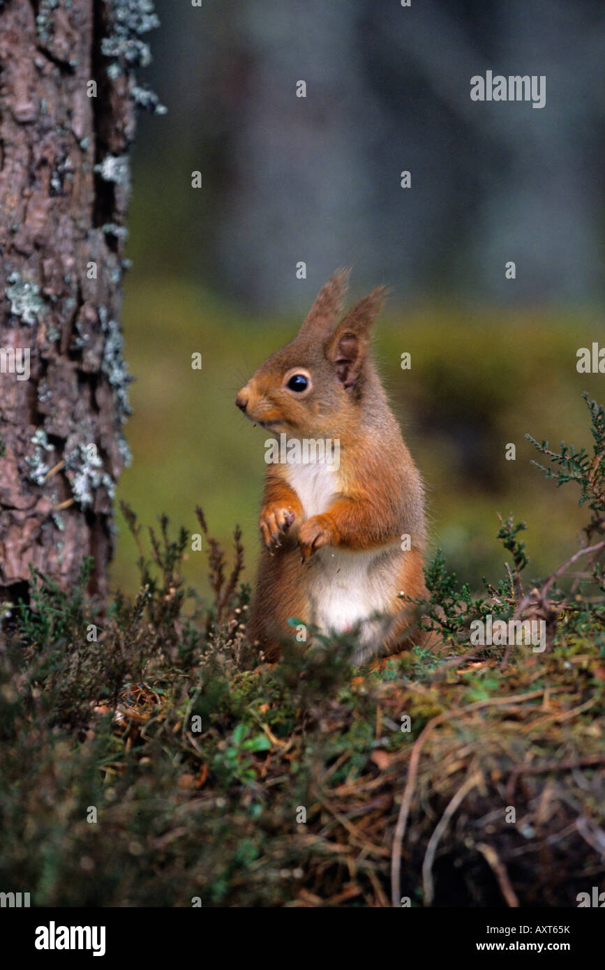 Red Squirrel Sciurus vulgaris sitting erect in the heather in a forest in the Highlands of ...
