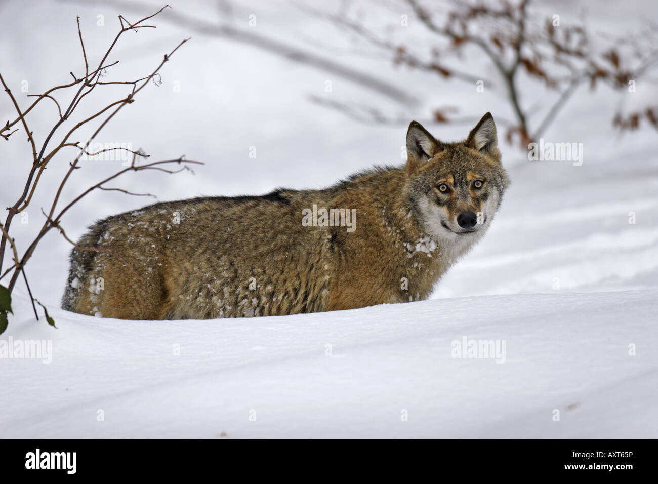 Wolf chasing prey hi-res stock photography and images - Alamy