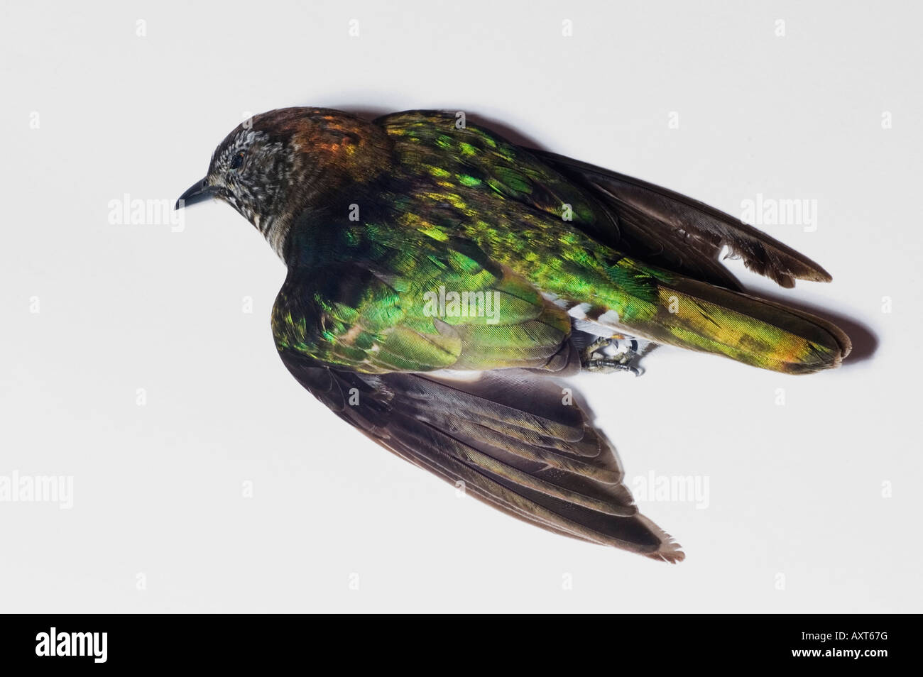 Bronze wing hi-res stock photography and images - Alamy