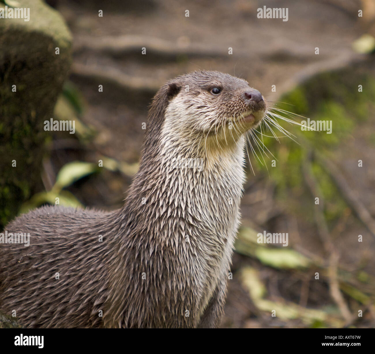 European otter lutra lutra Stock Photo - Alamy