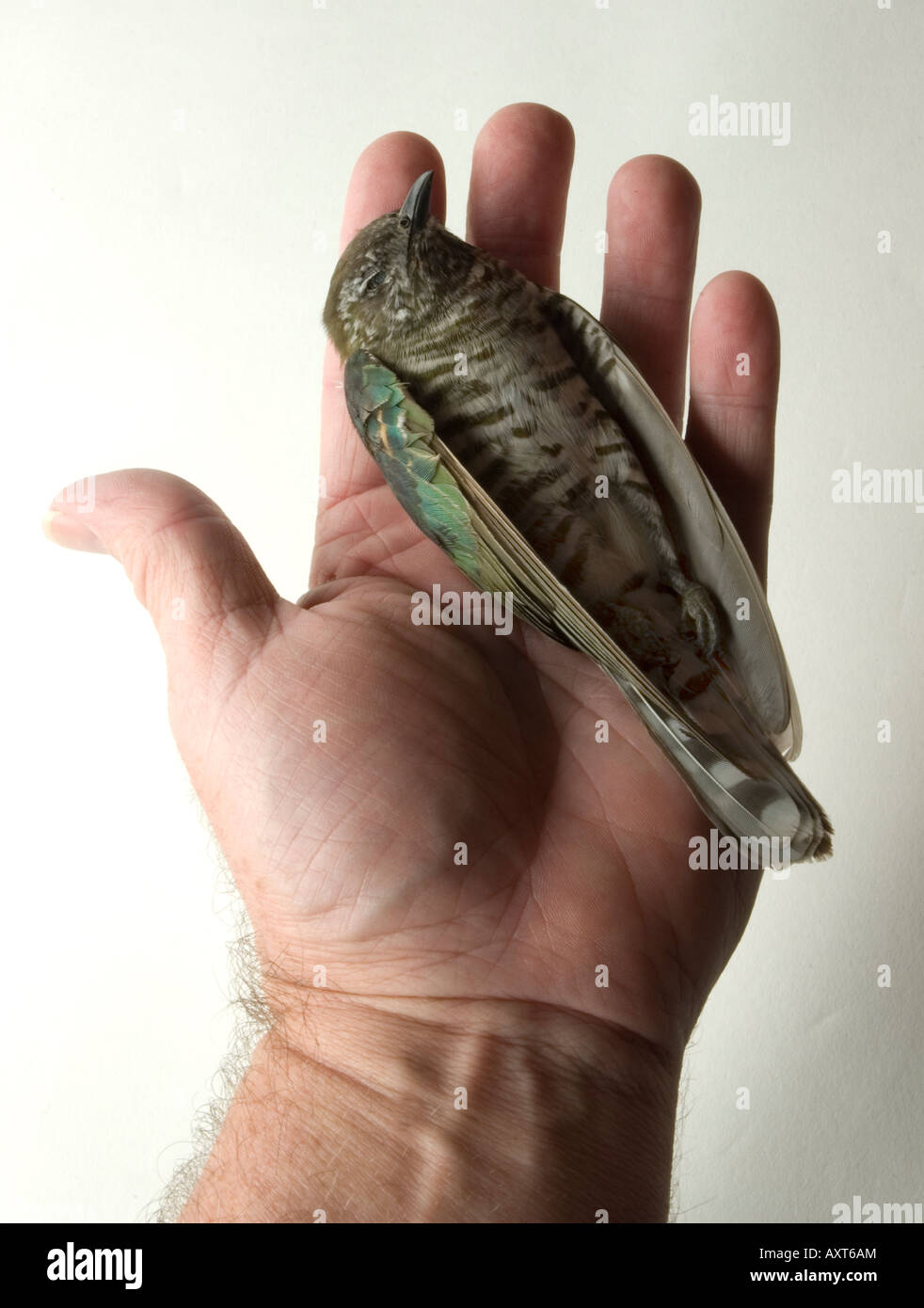 dead bronze wing cuckoo in hand Stock Photo - Alamy