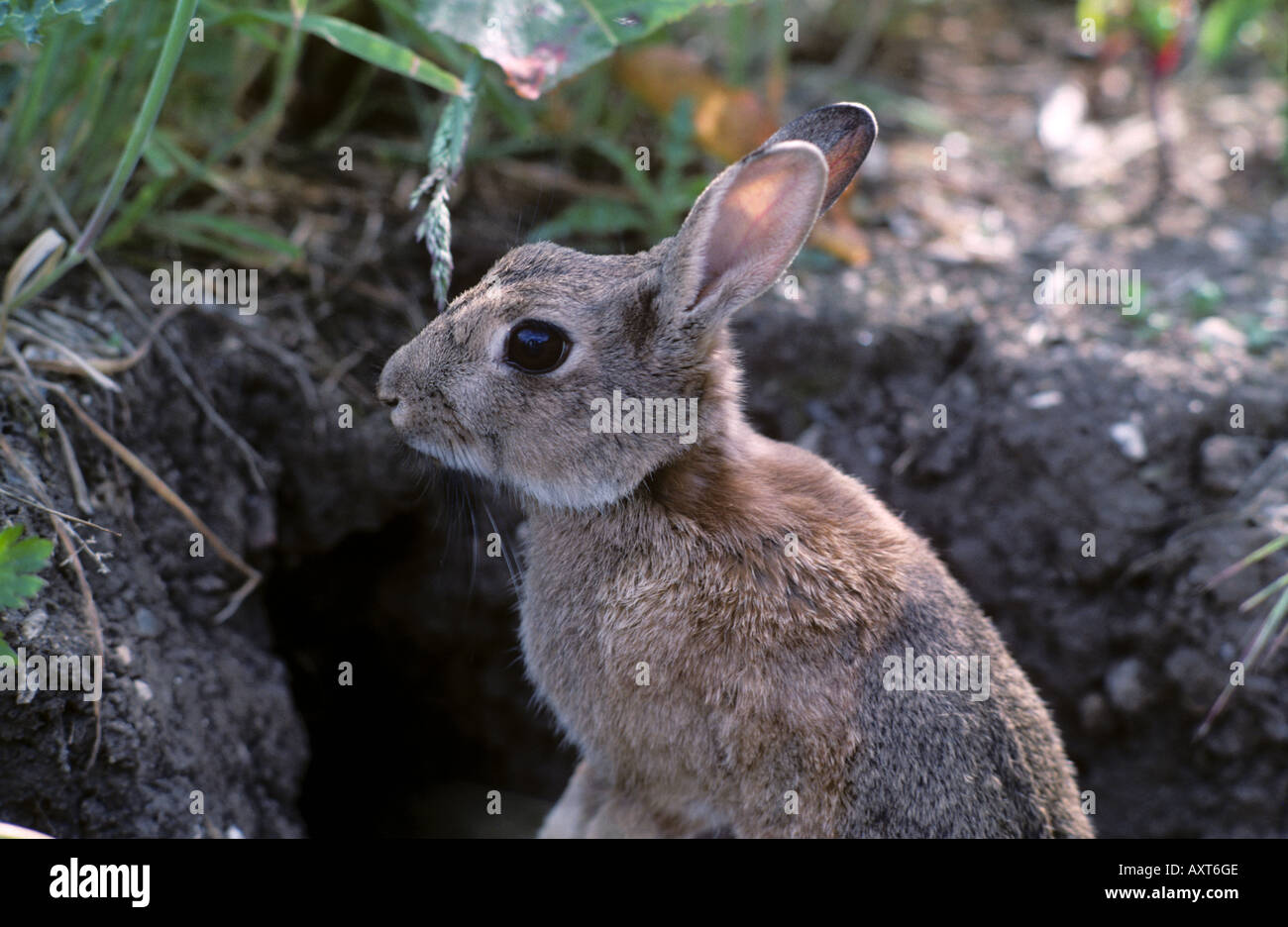 Oryctolagus cuniculus mammal hi-res stock photography and images - Alamy