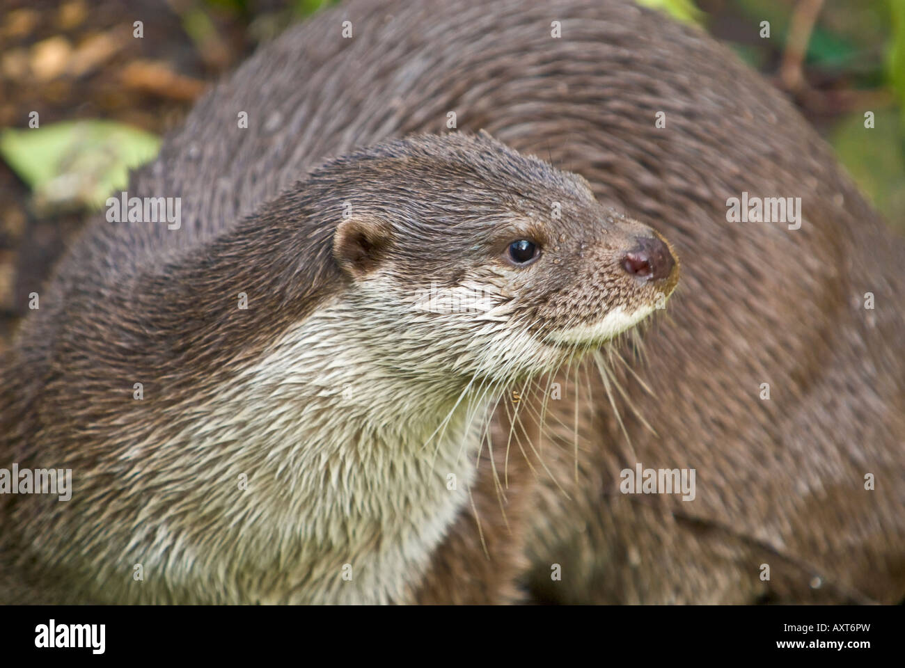 European otter lutra lutra Stock Photo - Alamy