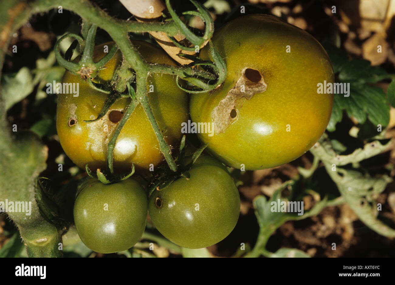 Slug pest damage garden hi-res stock photography and images - Alamy