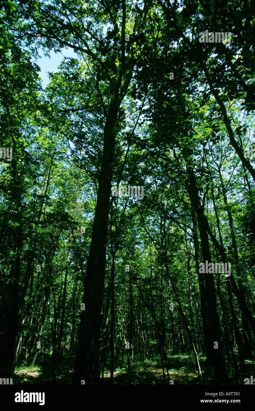 FRANCE FOREST OF LIVRADOIS FOREZ IN PUY DE DOME Stock Photo - Alamy