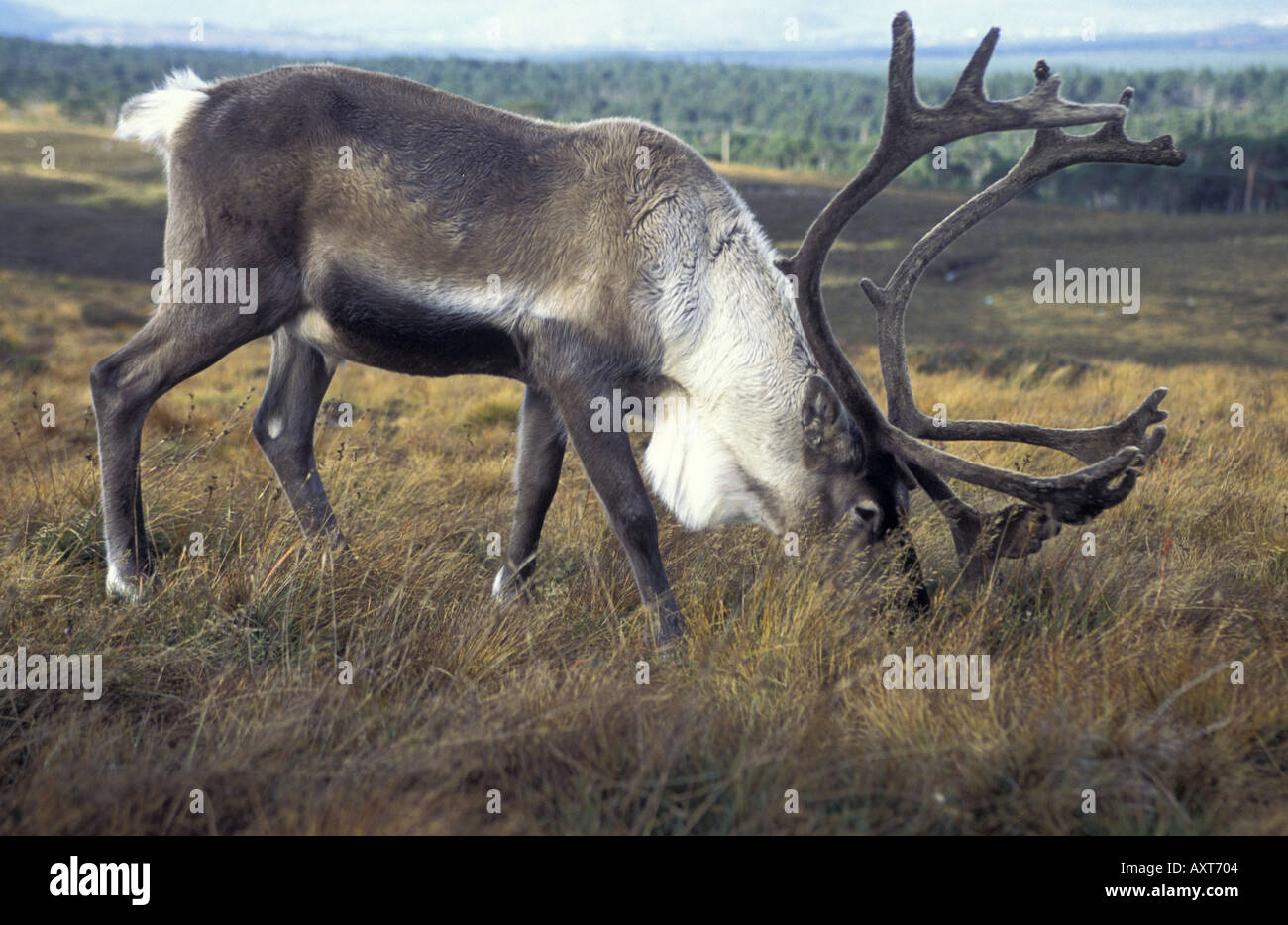 Lapp Culture High Resolution Stock Photography and Images - Alamy