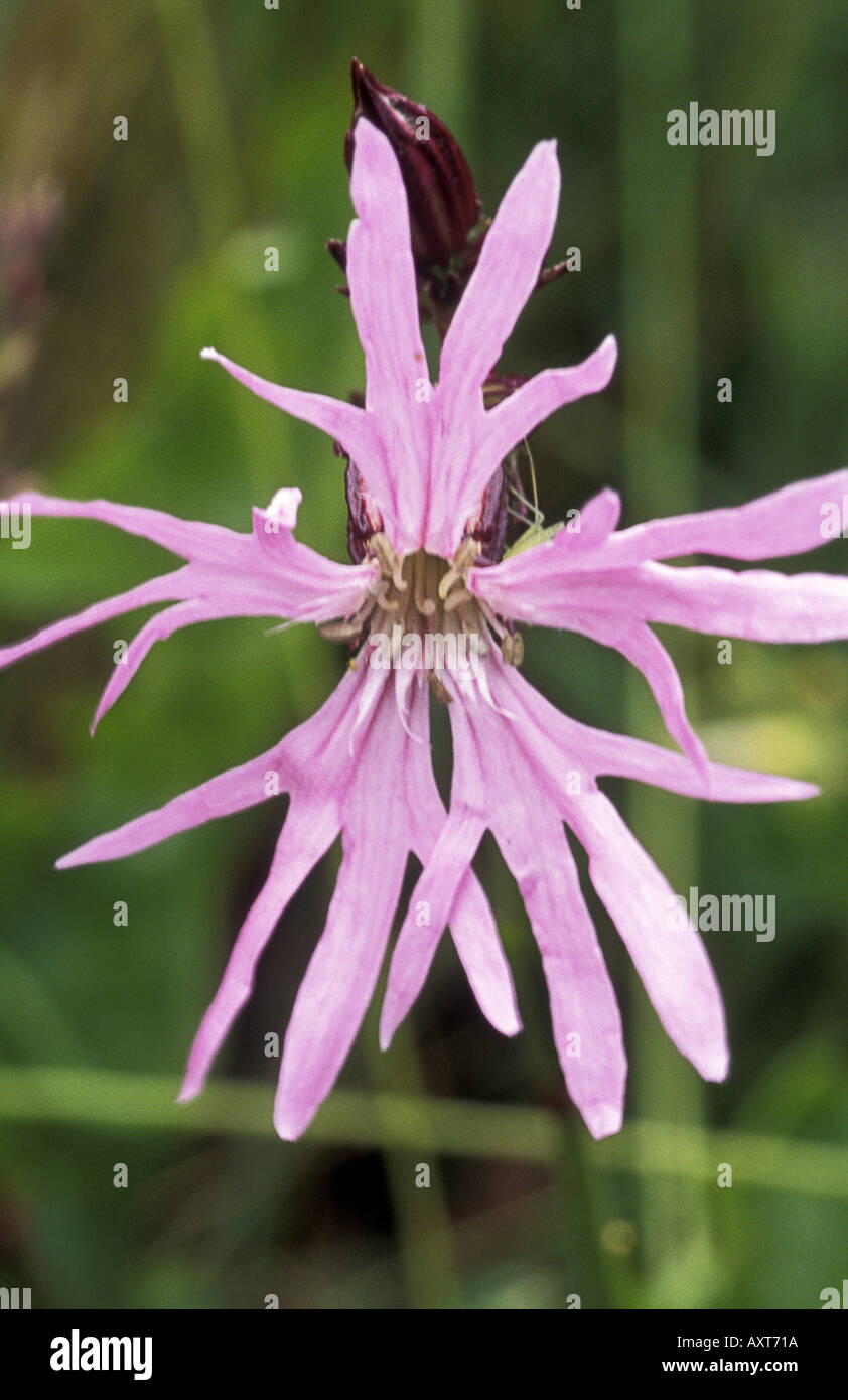 Ragged robin wildflower hi-res stock photography and images - Alamy