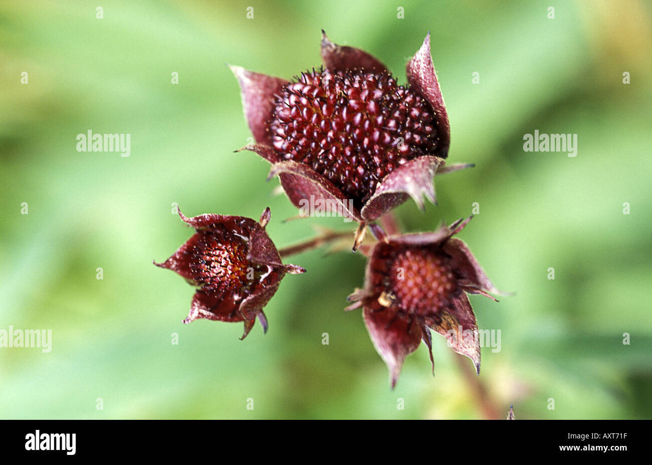 Cinquefoil hi-res stock photography and images - Alamy