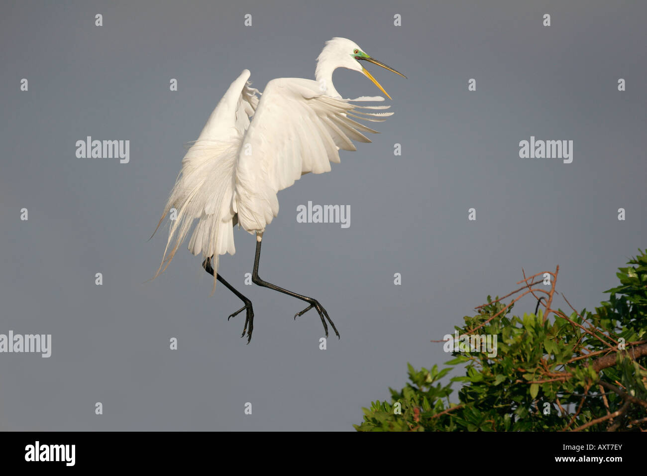 Great egret landing in tree with wings outstretched, Venice, Florida ...