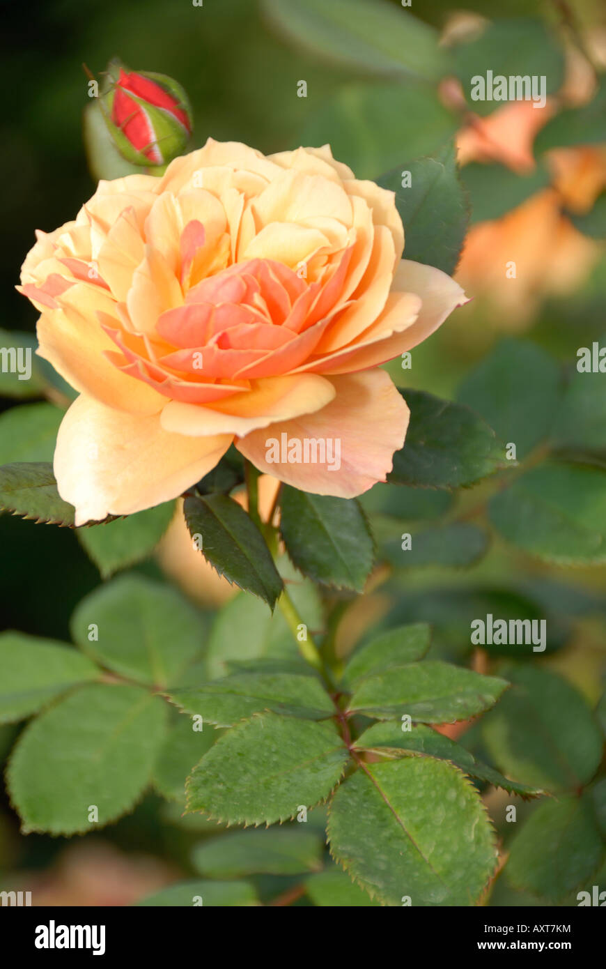About Face Rose Stock Photo - Alamy