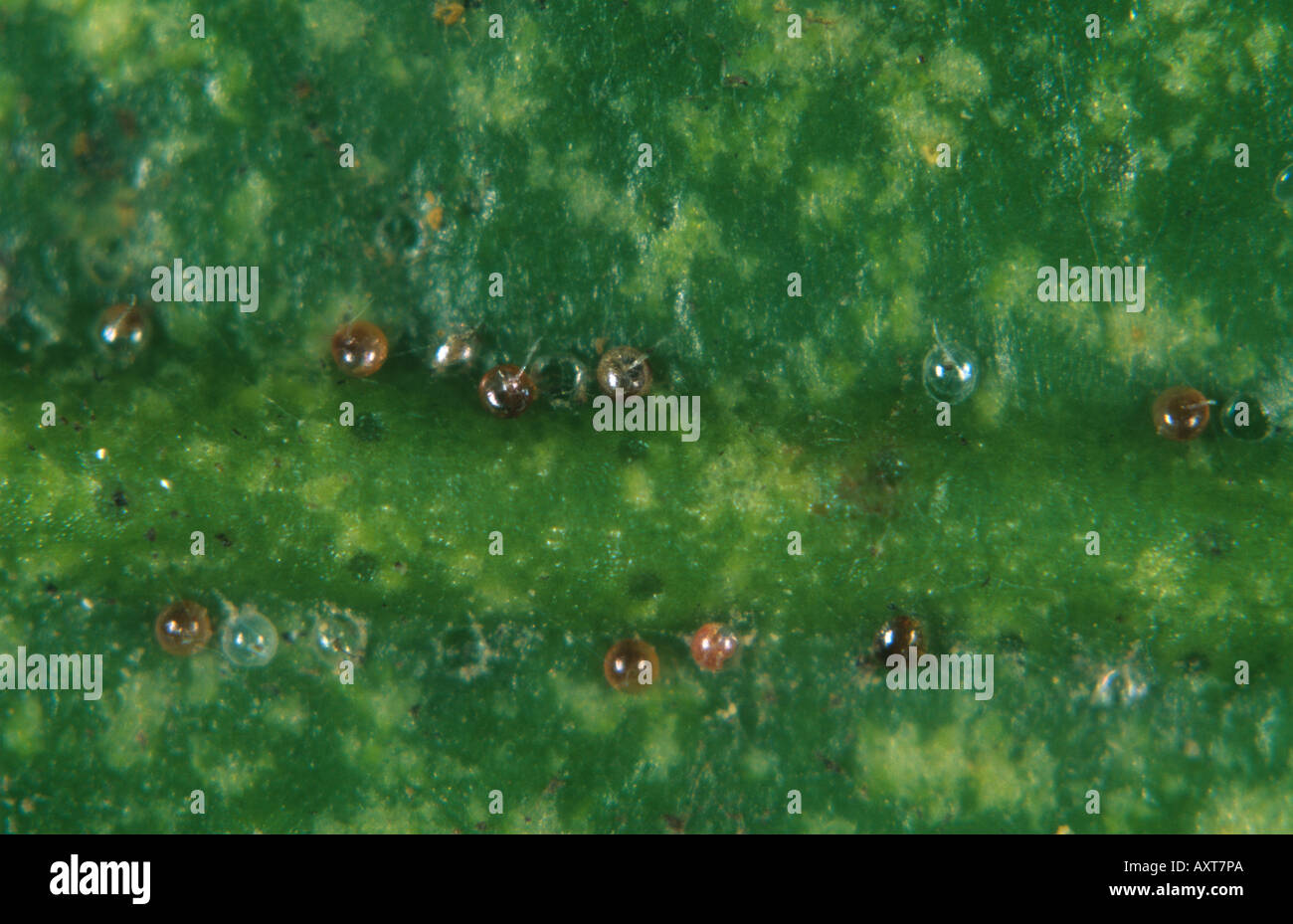 Citrus red spider mite Panonychus citri eggs on an orange leaf Stock ...
