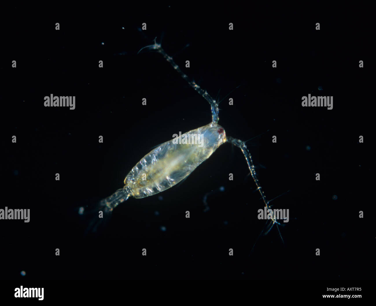 Cyclops Acartia tonsa aquatic animal used in ecotoxicology tests Stock ...