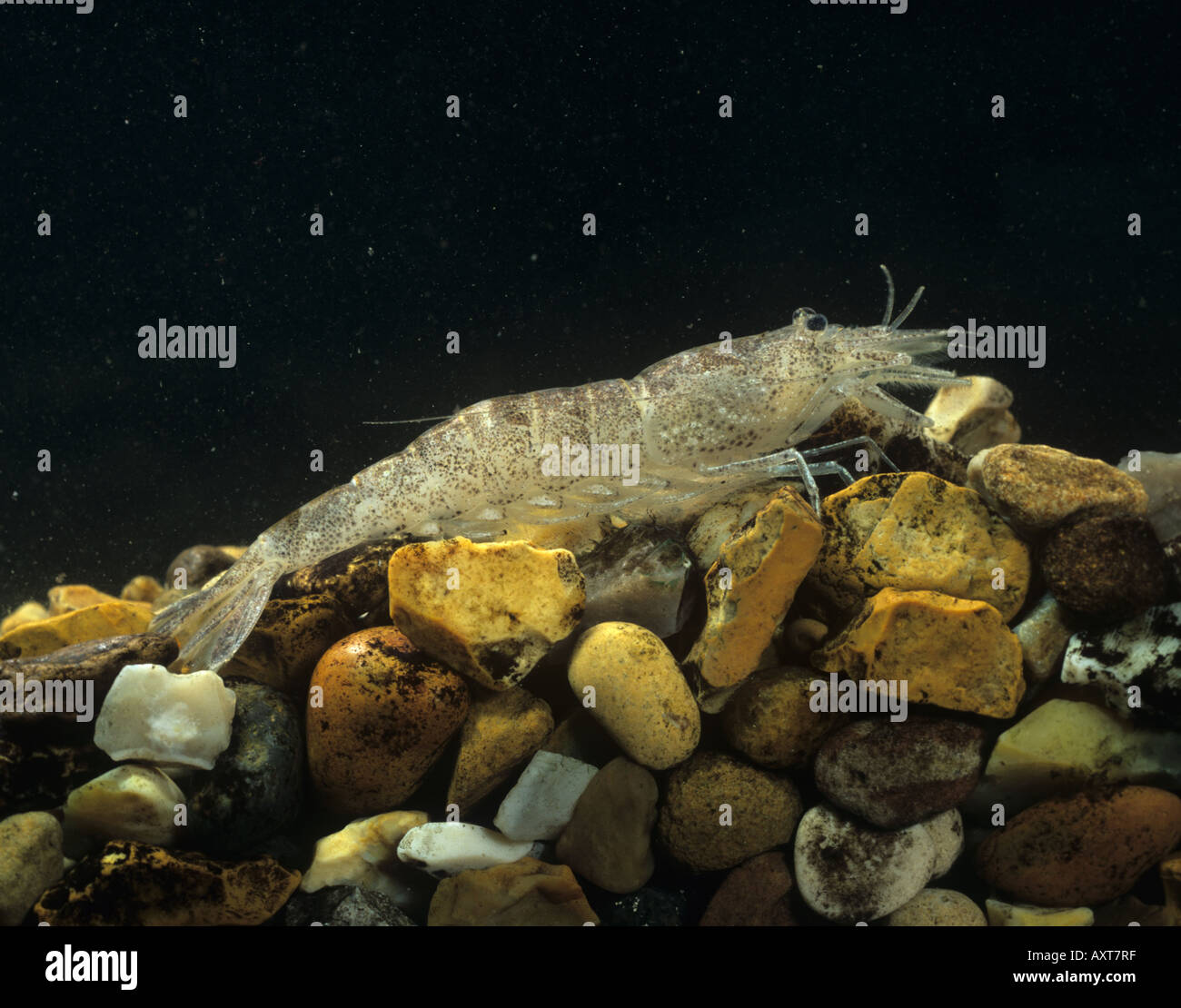 Brown shrimp crangon crangon hi-res stock photography and images - Alamy