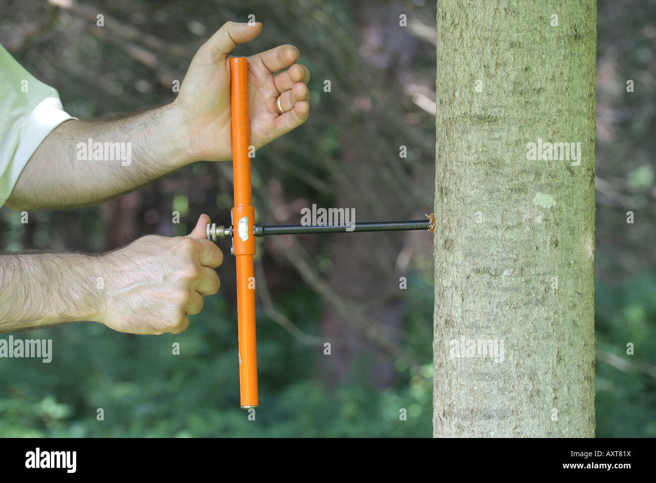 Increment borer: inserting the extractor tray Stock Photo - Alamy