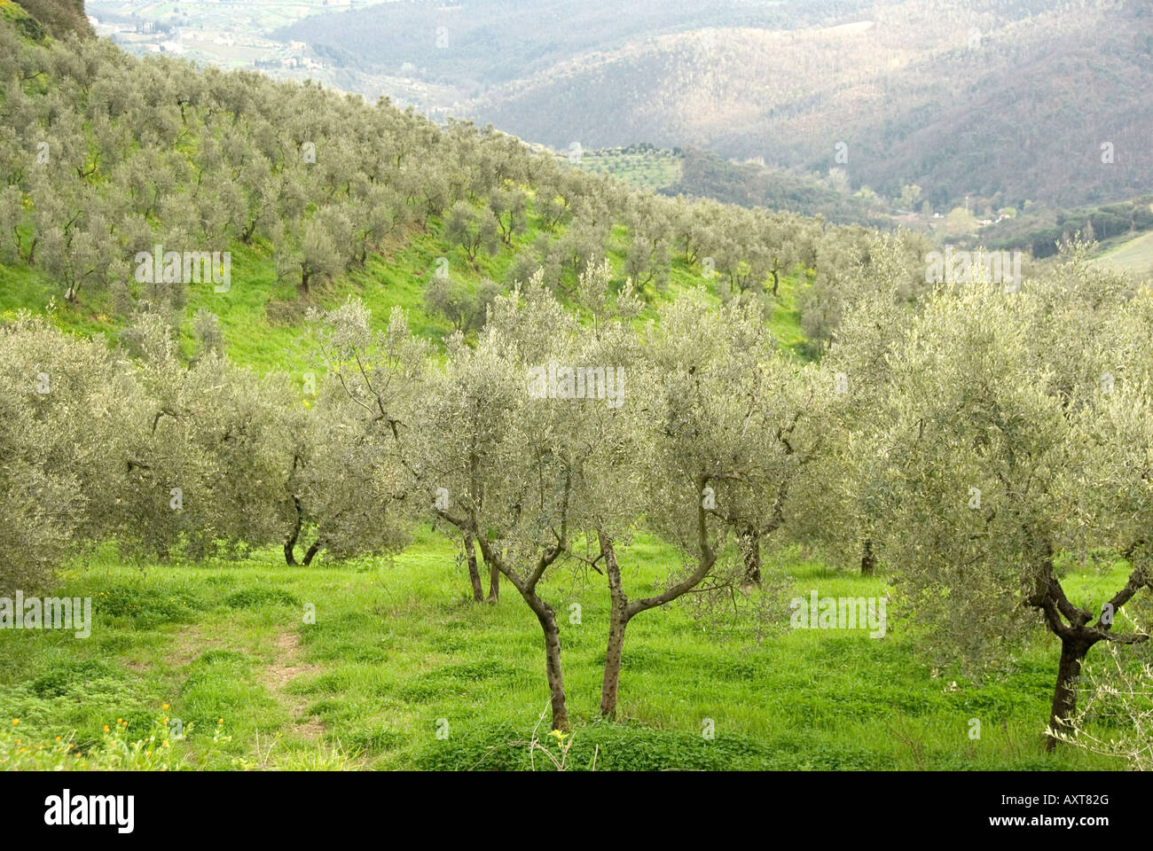 Olive grove Tuscany in spring Stock Photo - Alamy
