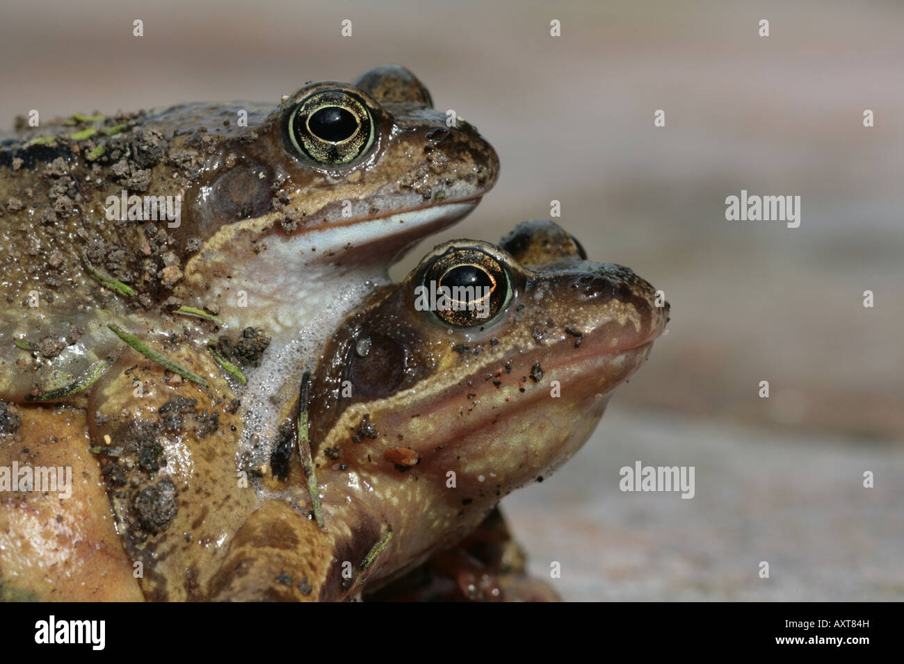 Mating frogs british isles hi-res stock photography and images - Alamy