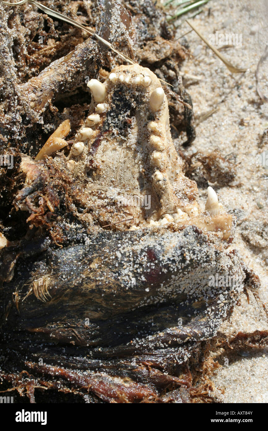 Close-up of the head of a gray seal carcass Stock Photo - Alamy