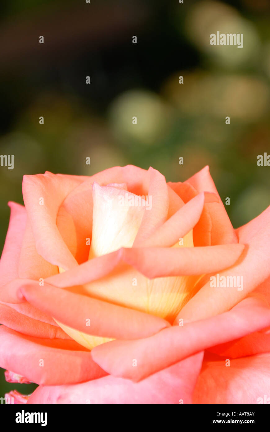 Folklore Rose rosa close up Stock Photo - Alamy