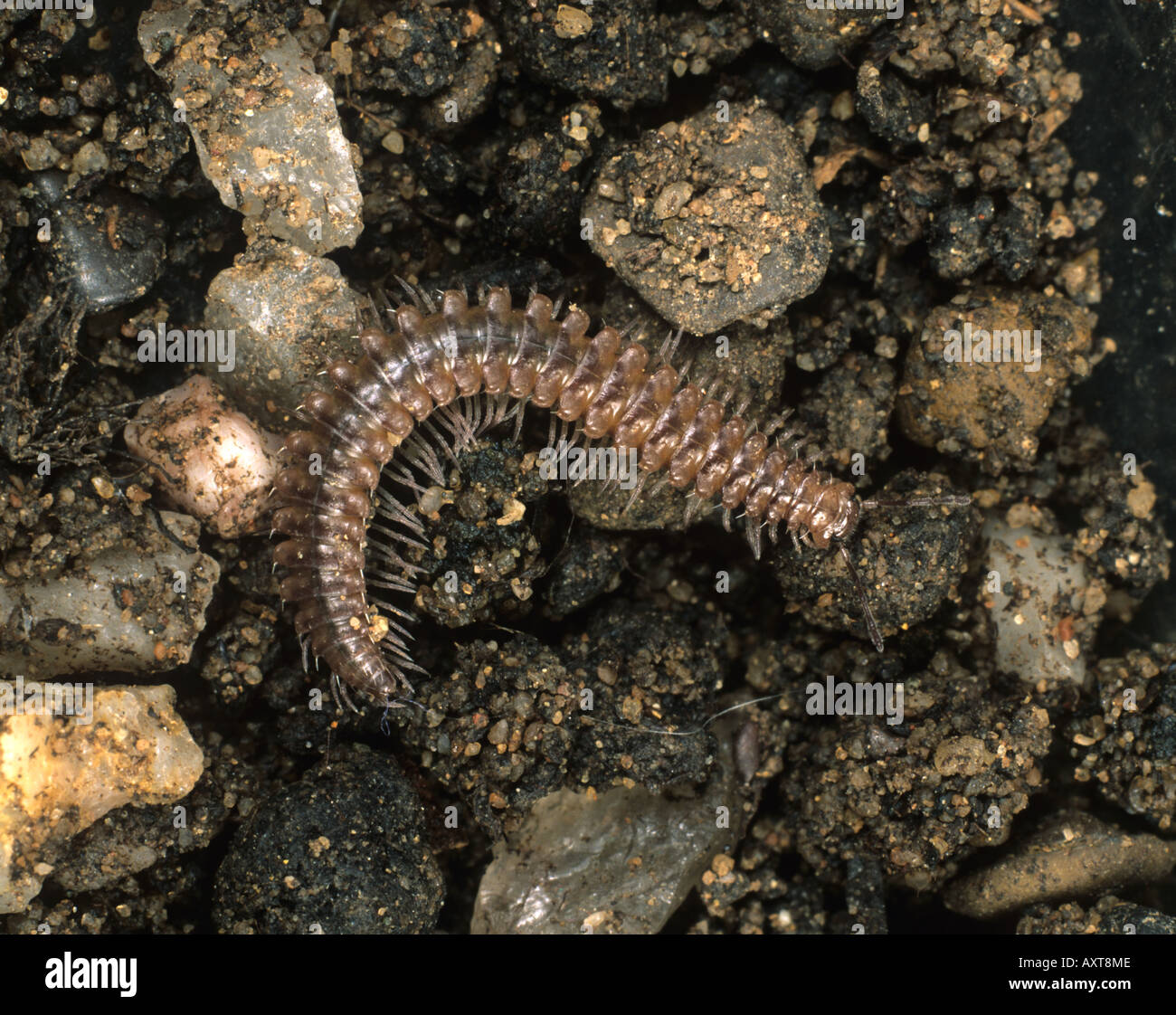 Flat backed millipede Polymicrodon polydesmoides on soil Stock Photo ...