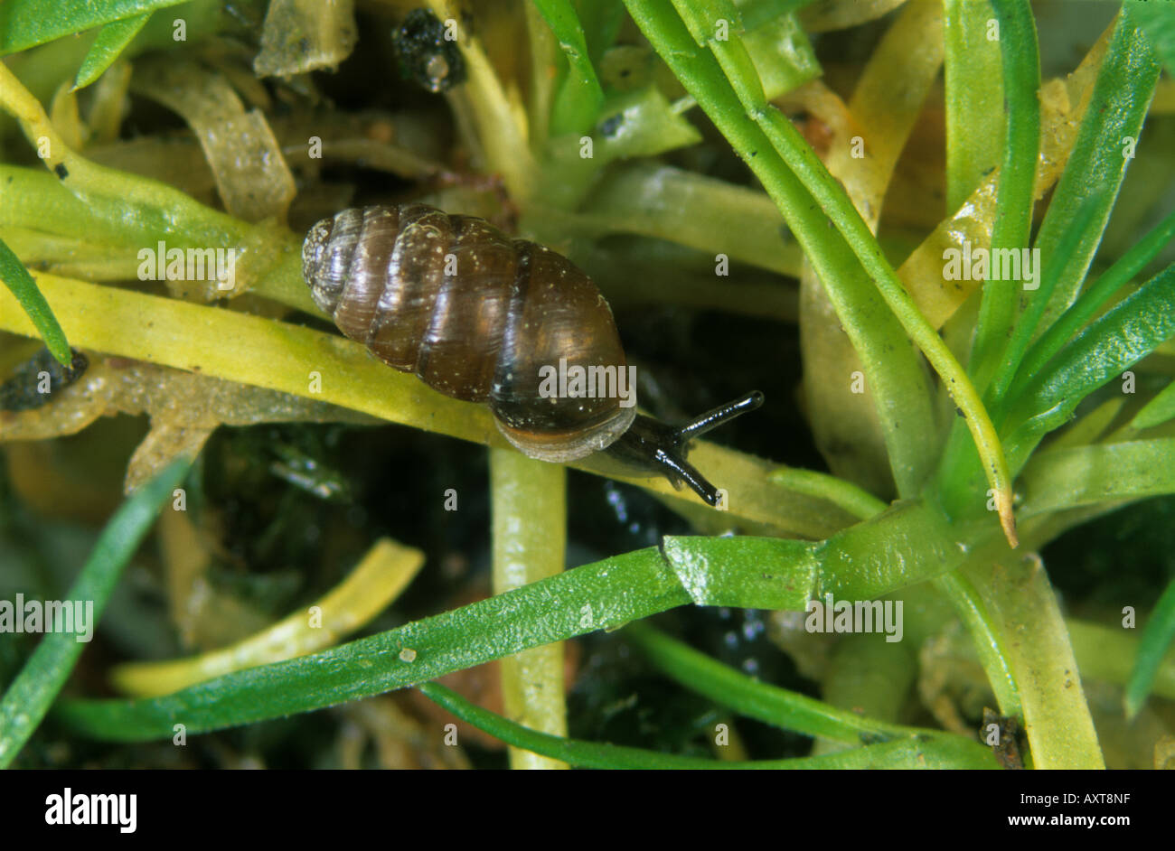 A micro snail Lauria cylindracea Stock Photo - Alamy