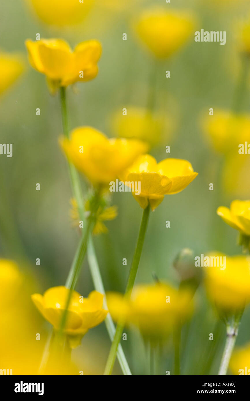Buttercups hi-res stock photography and images - Alamy