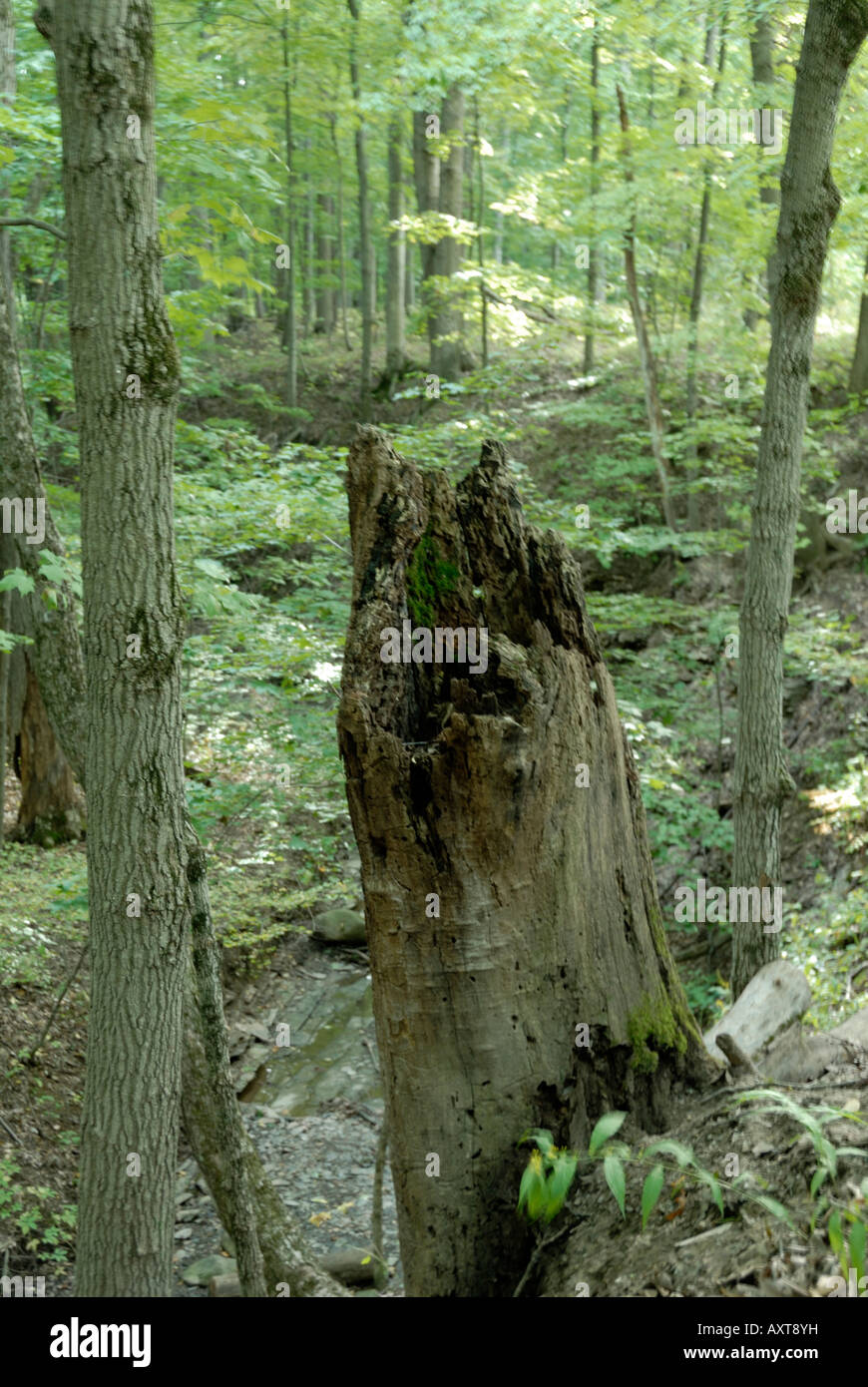 tree stummp at park looking into the woods Stock Photo - Alamy