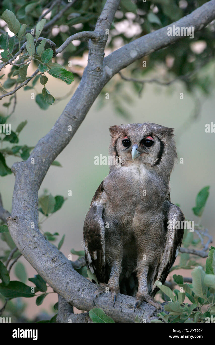 Giant Eagle Owl Verreaux's, Bubo lacteus Stock Photo - Alamy