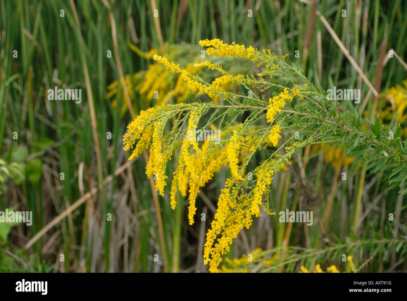Rag Weed High Resolution Stock Photography and Images - Alamy