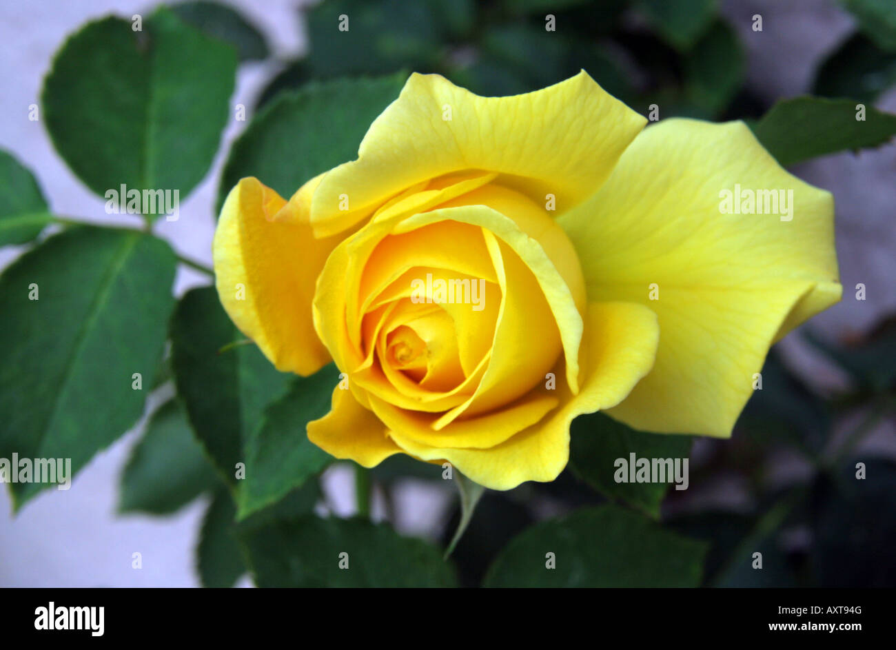 Giant yellow rose hi-res stock photography and images - Alamy