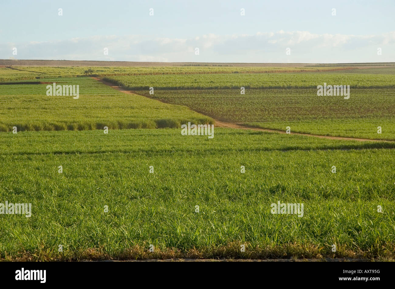 plantation of sugar cane Stock Photo - Alamy
