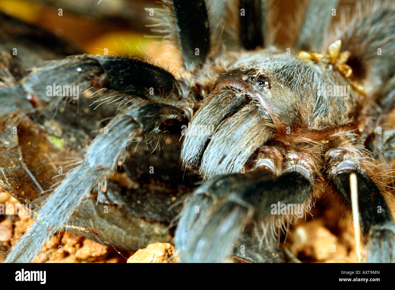 Tarantula Head Big Hairy Tarantula Theraphosidae Face Mask By Sergei