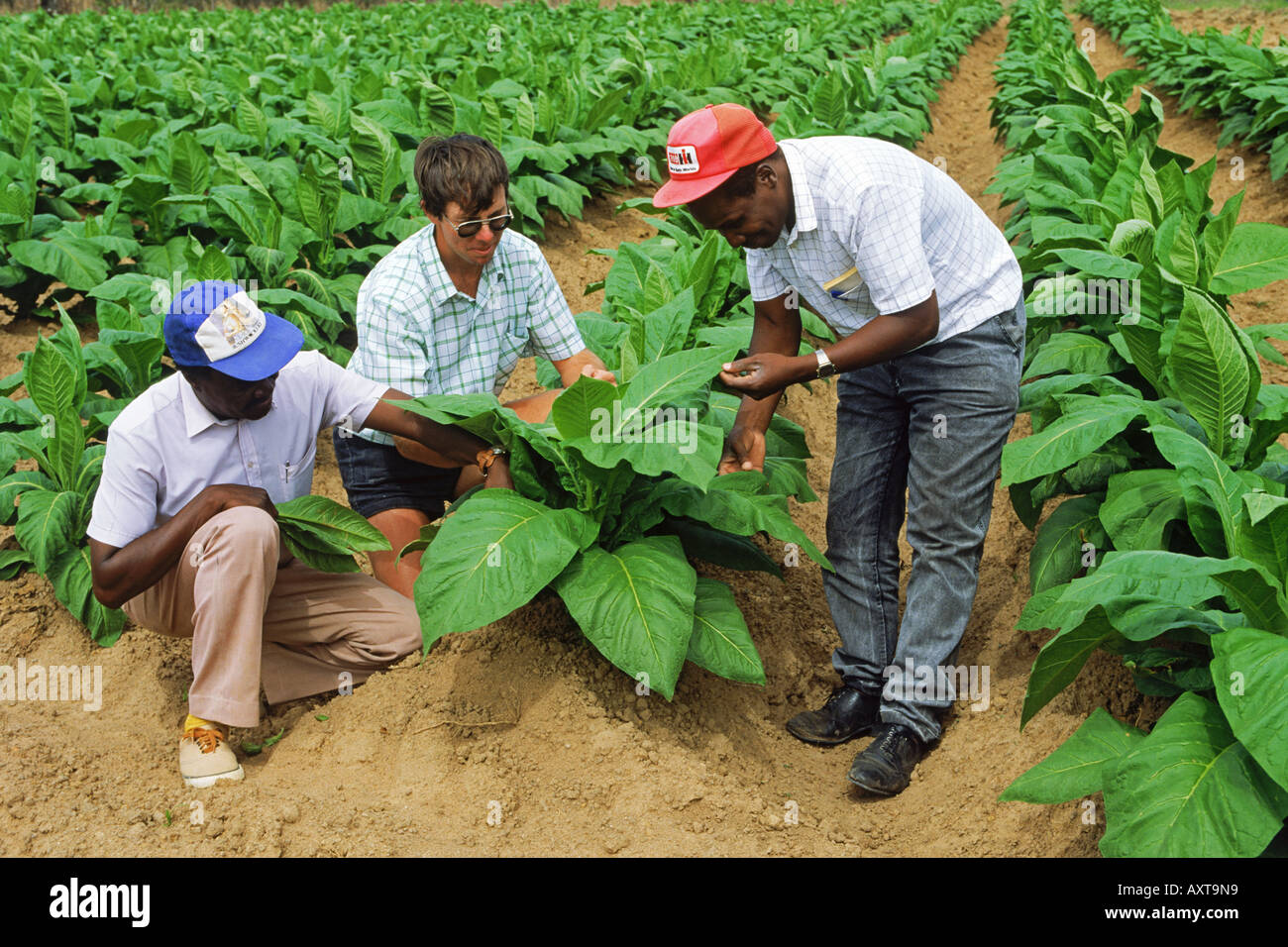 Tobacco plantation owner working employees hi-res stock photography and ...