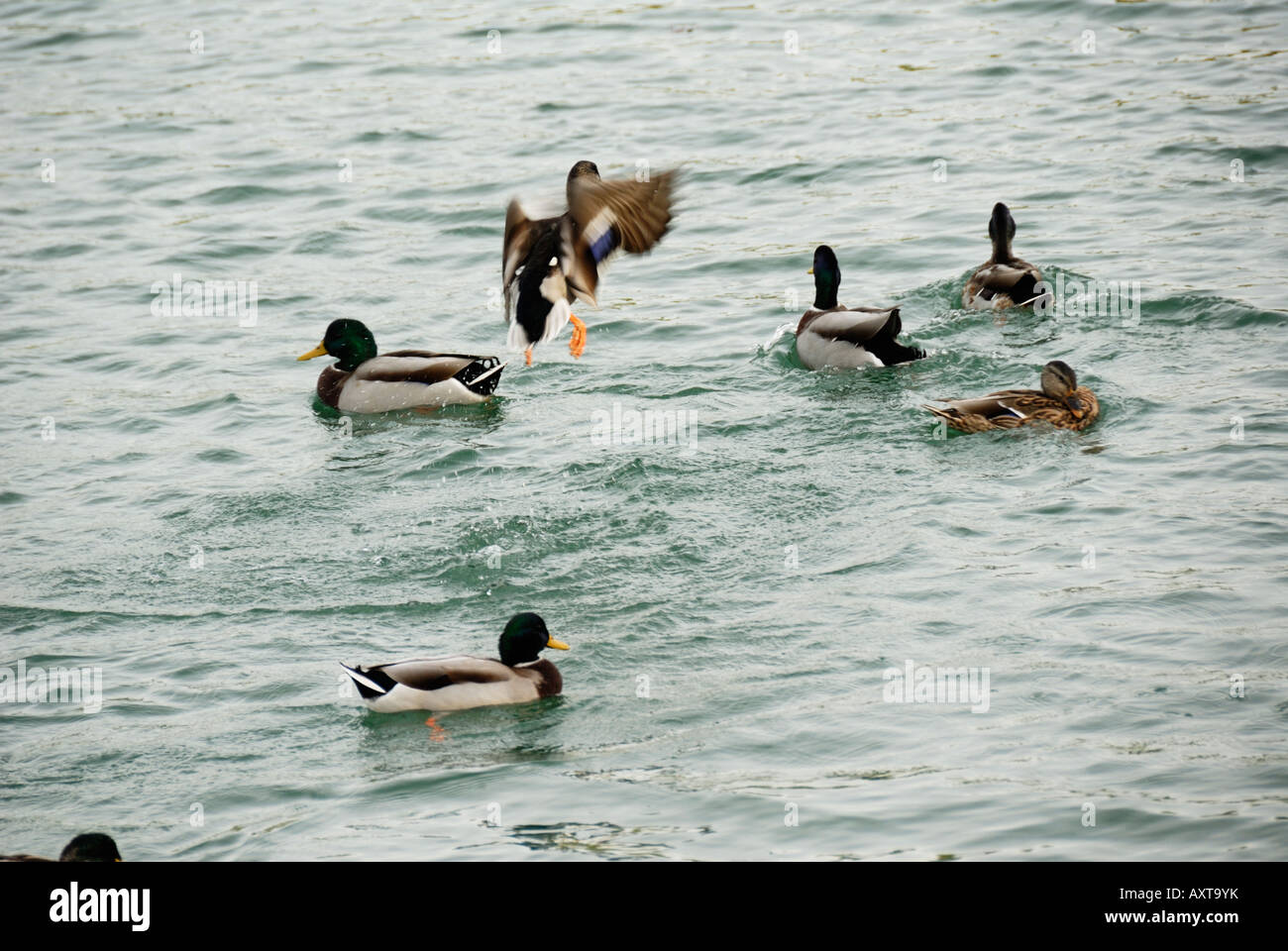 Mallard Ducks in Pond Stock Photo - Alamy