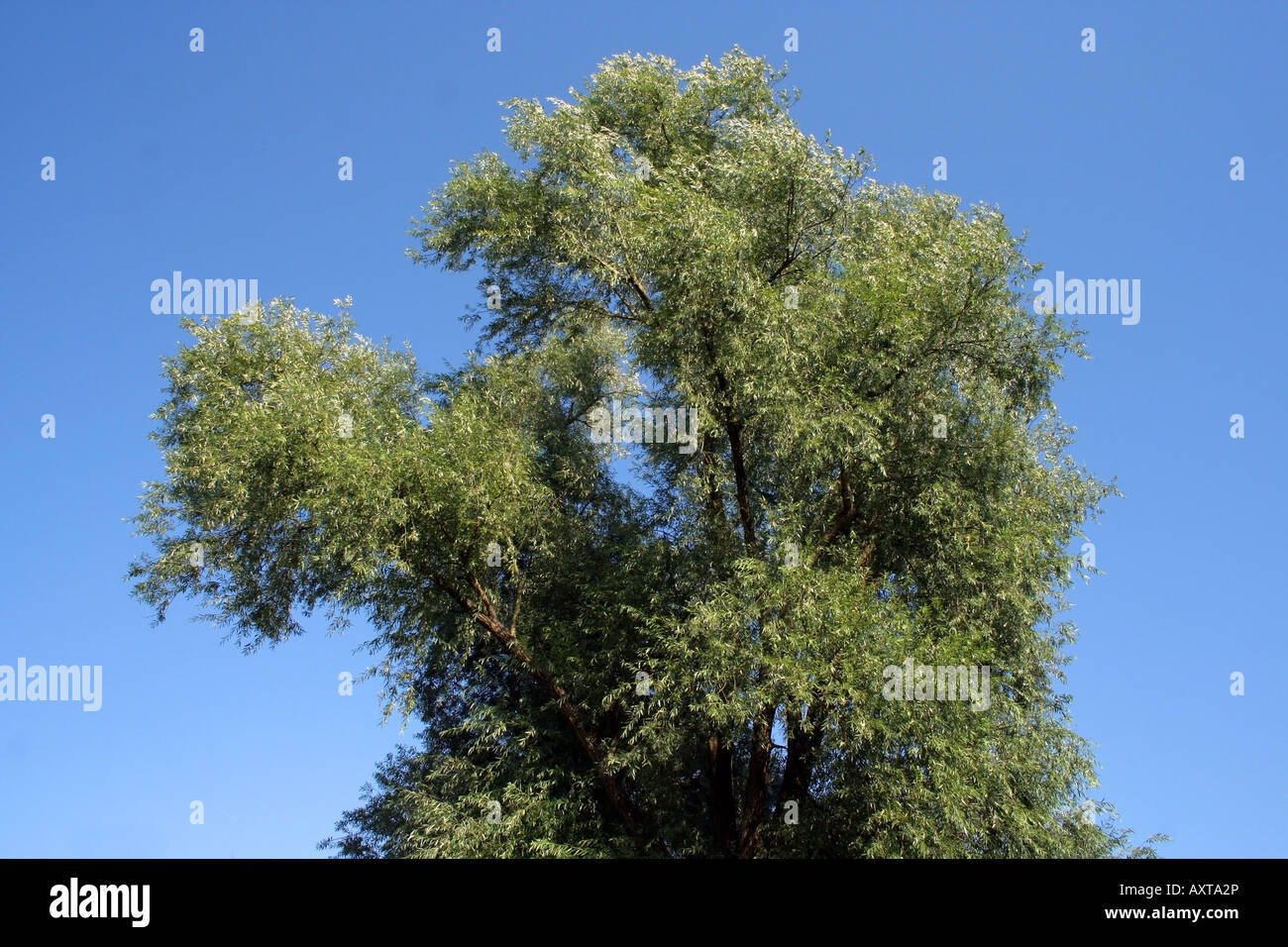 The top of the huge and very old willow tree Stock Photo - Alamy