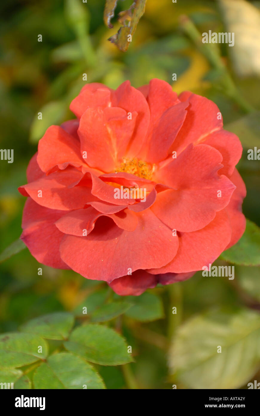 "Hot Cocoa Rose" Floribunda roses growing in a garden on stems with ...