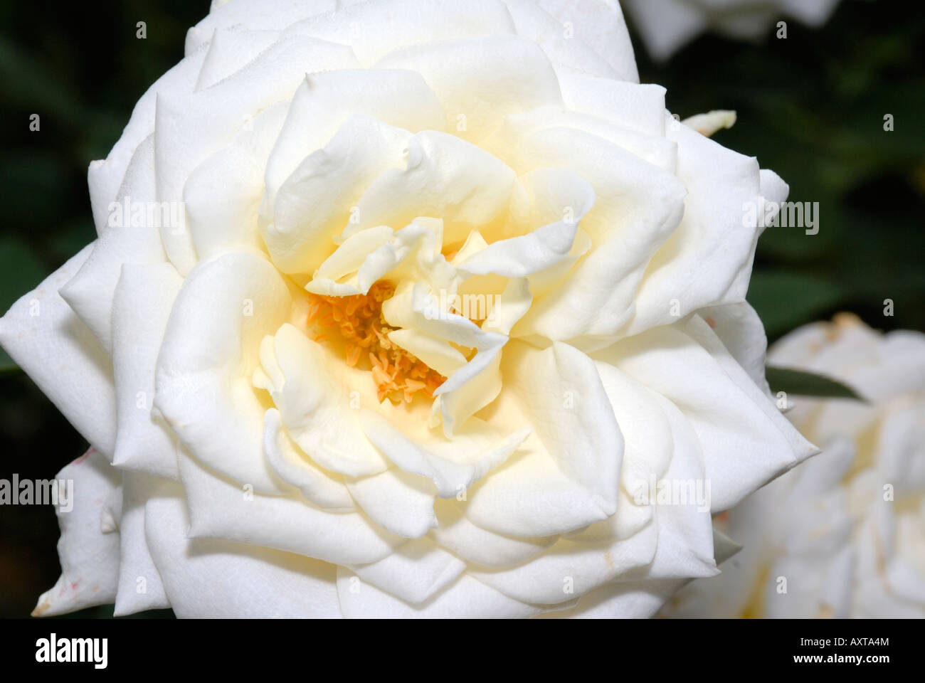 Polarstern rose rosa Stock Photo - Alamy