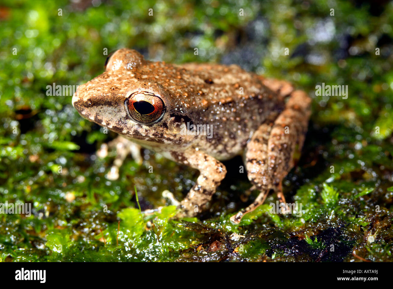 Eleutherodactylus sp hi-res stock photography and images - Alamy