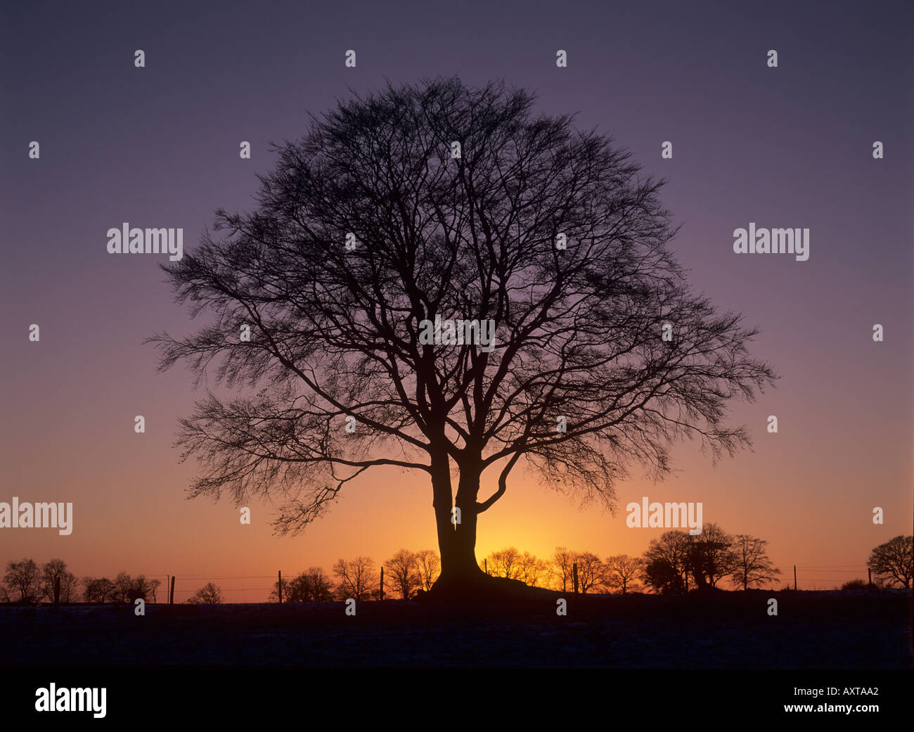 Beech Tree Silhouette Marlborough Wiltshire Stock Photo - Alamy