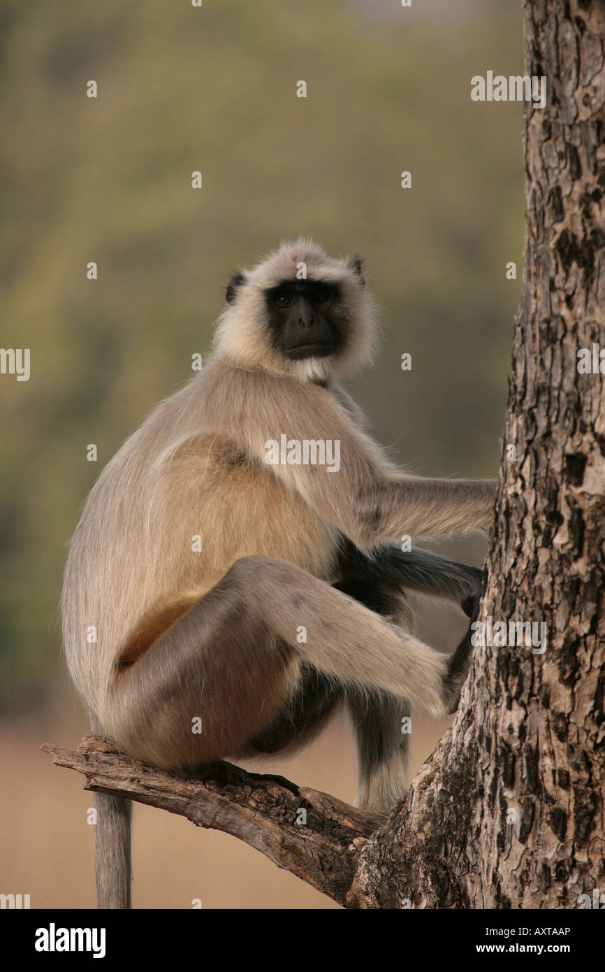 Grey Langur monkey Semnopithecus entellus in Bandhavgarh NP India Stock ...