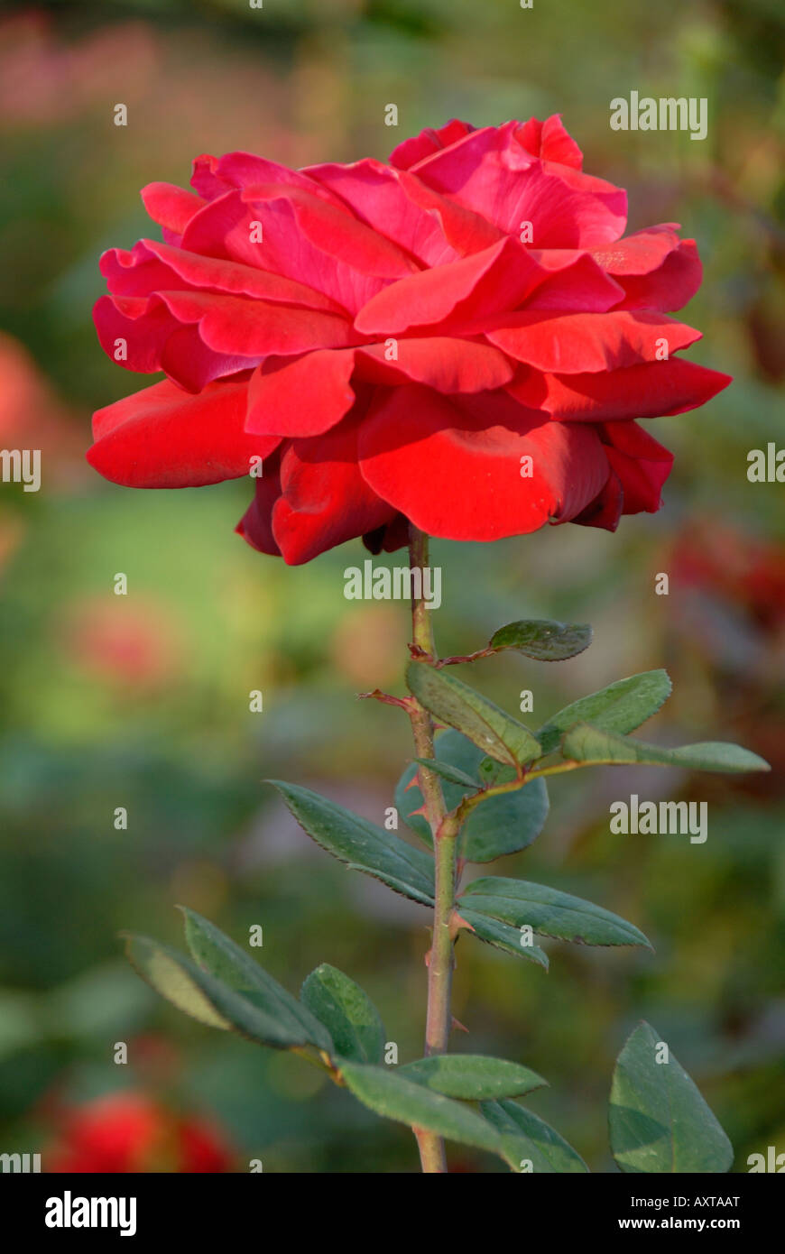 Red Lion Rose groing in a garden Stem and Leaves Stock Photo - Alamy