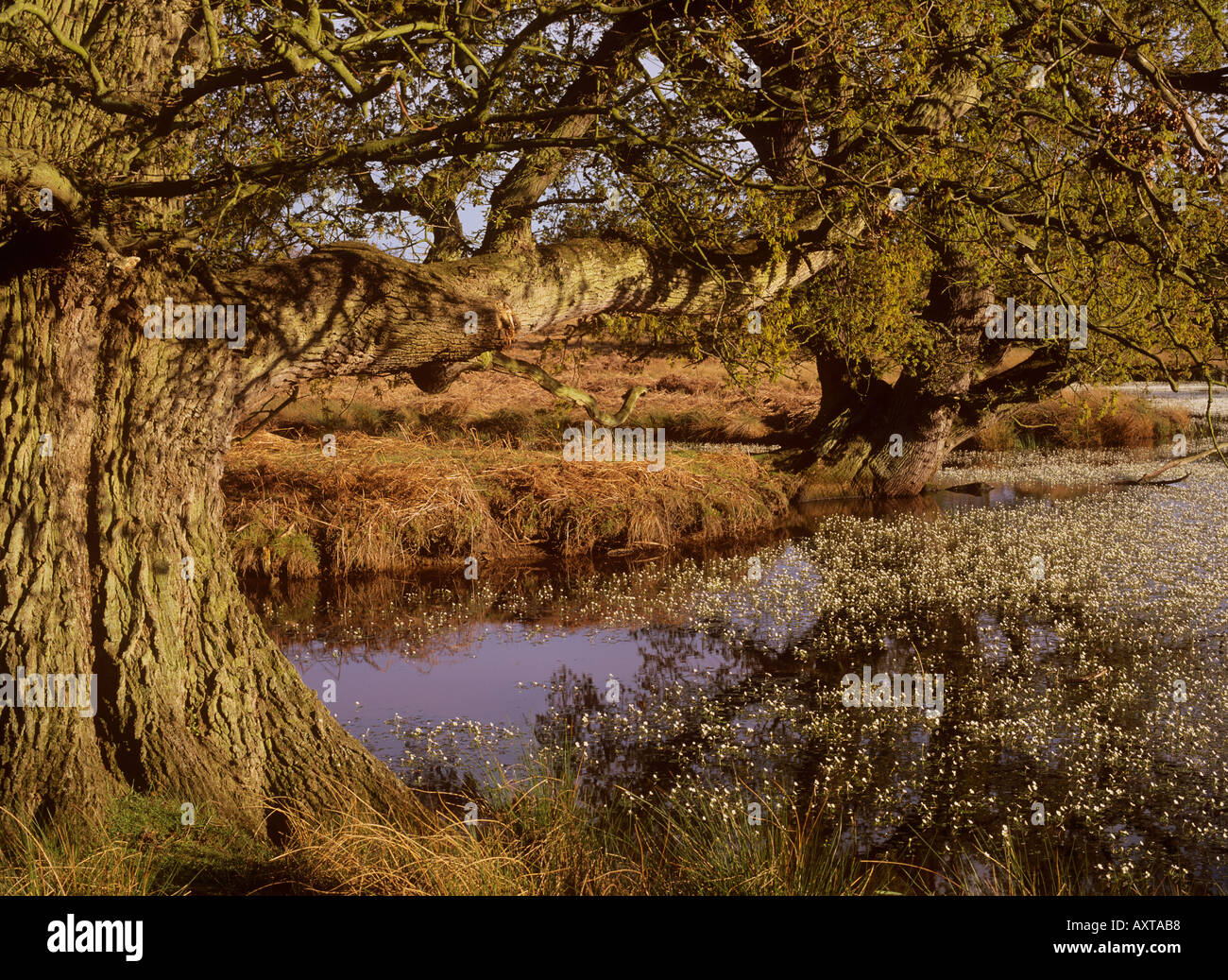 Ancient Oak Trees Hatch Park Kent Stock Photo - Alamy