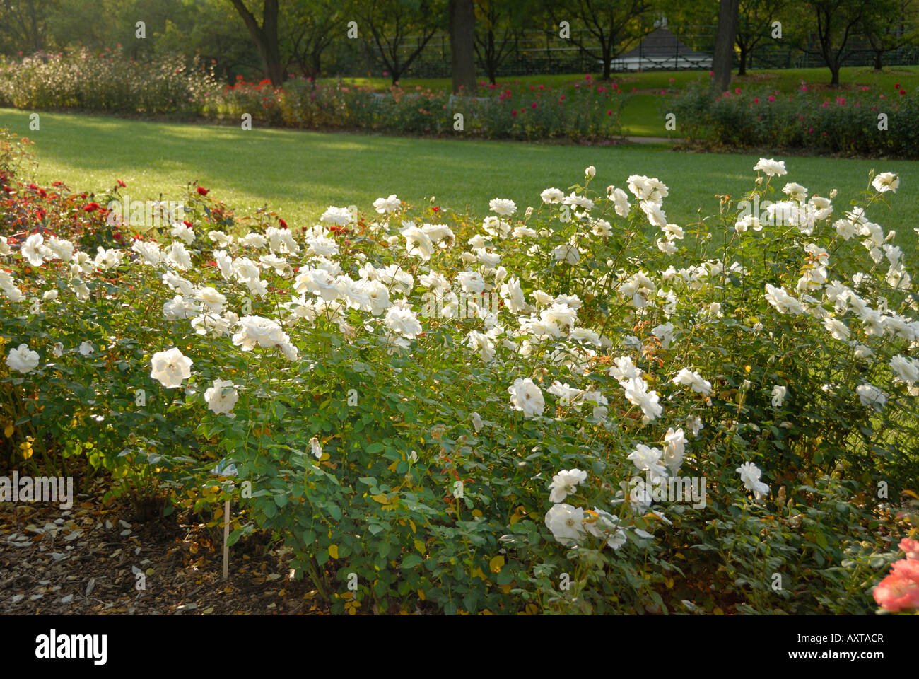 Shot of Saratoga Roses growing in a garden Stock Photo - Alamy